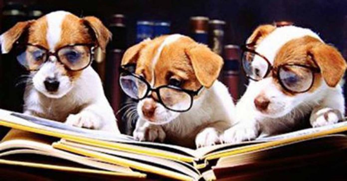 Study: Dogs Beneficial in Early Childhood for Prevention of ...