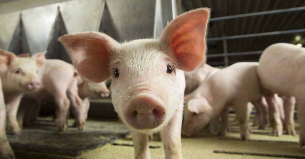 FDA Approves Genetically Modified Pigs to Eliminate Allergen in Food ...
