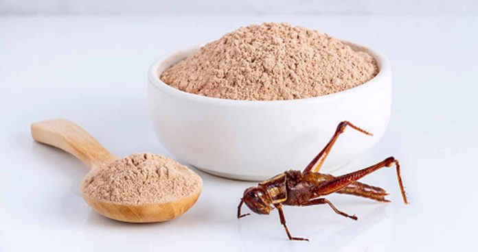 Cricket Flour? Mealworms? The Insects are Coming and May Put People ...
