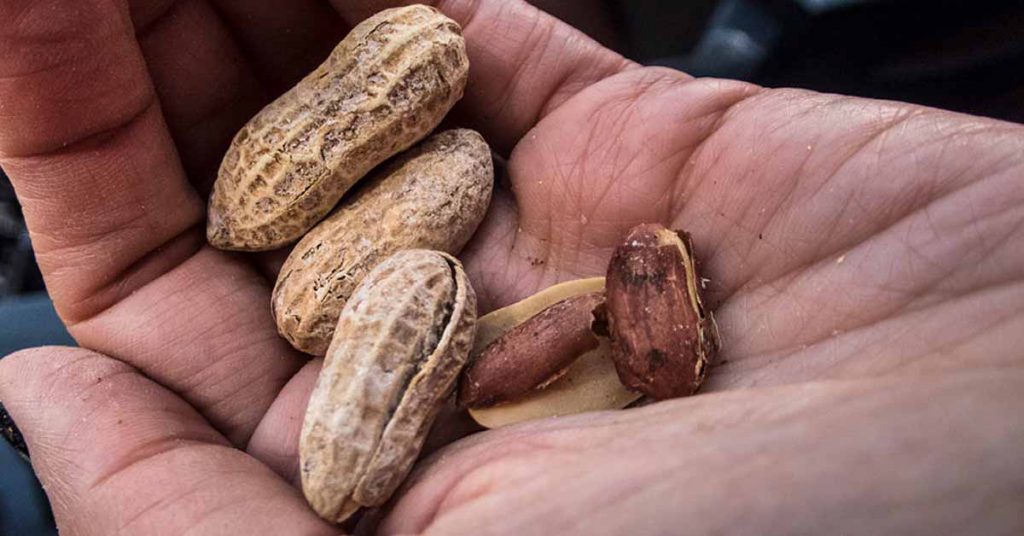 Peanut Allergy More Common in Adults Than Children, Many Report First ...