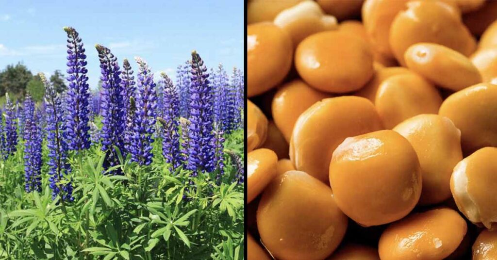 High Prevalence of Lupin Allergy Among Those With Peanut Allergies ...