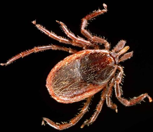 Two Additional Tick Species Tied to Skyrocketing Incidence of Alpha-Gal ...