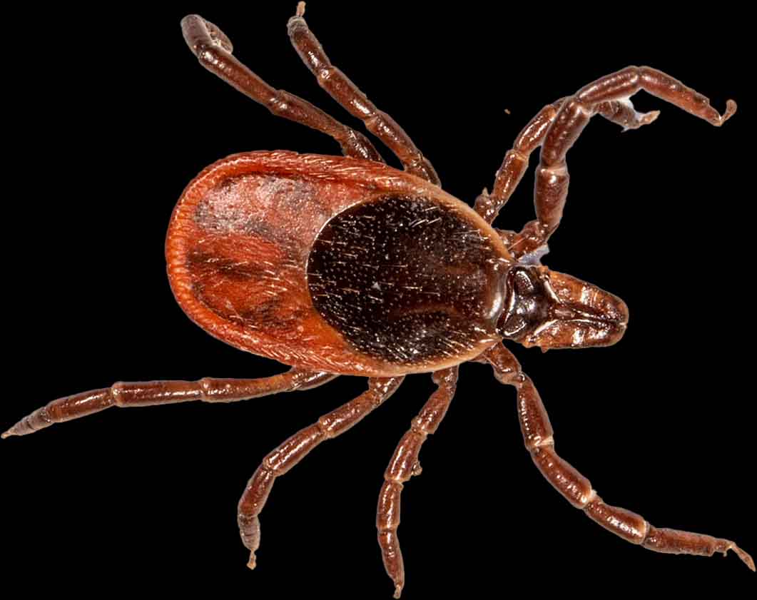 Two Additional Tick Species Tied to Skyrocketing Incidence of Alpha-Gal ...